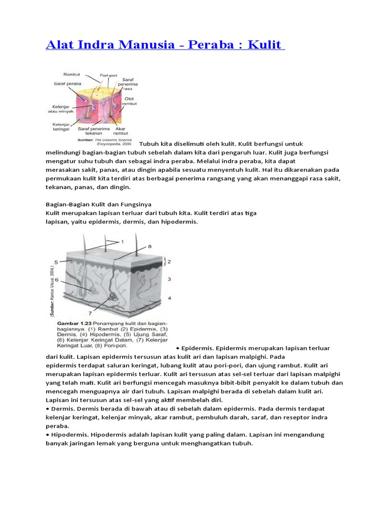 Alat Indra Manusia | PDF