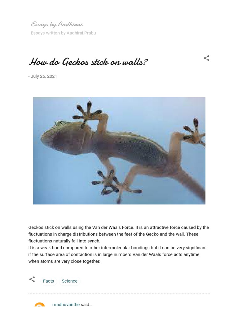 How Do Geckos Stick On Walls | PDF