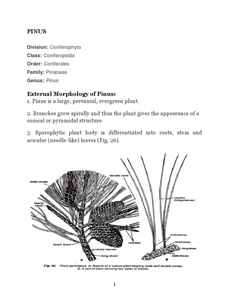 PINUS For Students | PDF | Seed | Plant Stem