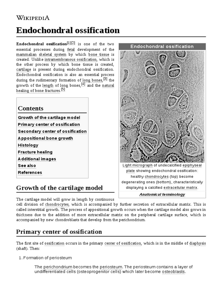 Endochondral Ossification | PDF | Bone | Osteoblast