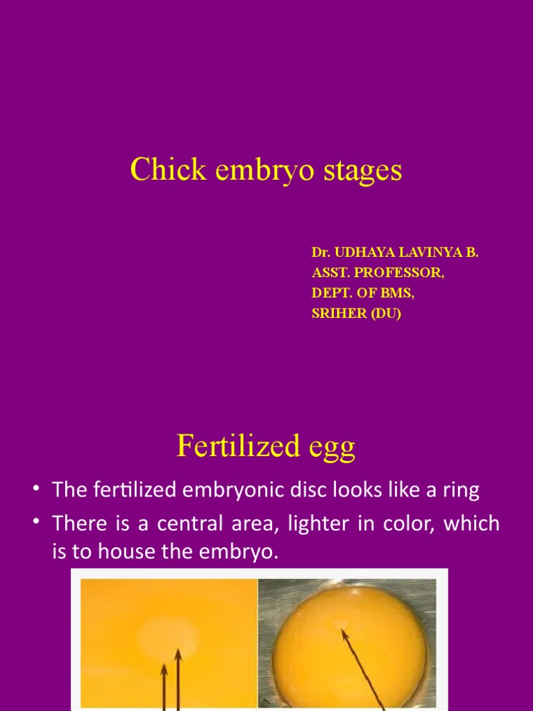 Chick Embryo Stages (Day 1 Onwards) | PDF | Yolk | Embryo