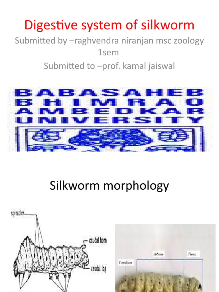 Digestive System of Silkworm by R N | PDF | Gastrointestinal Tract ...