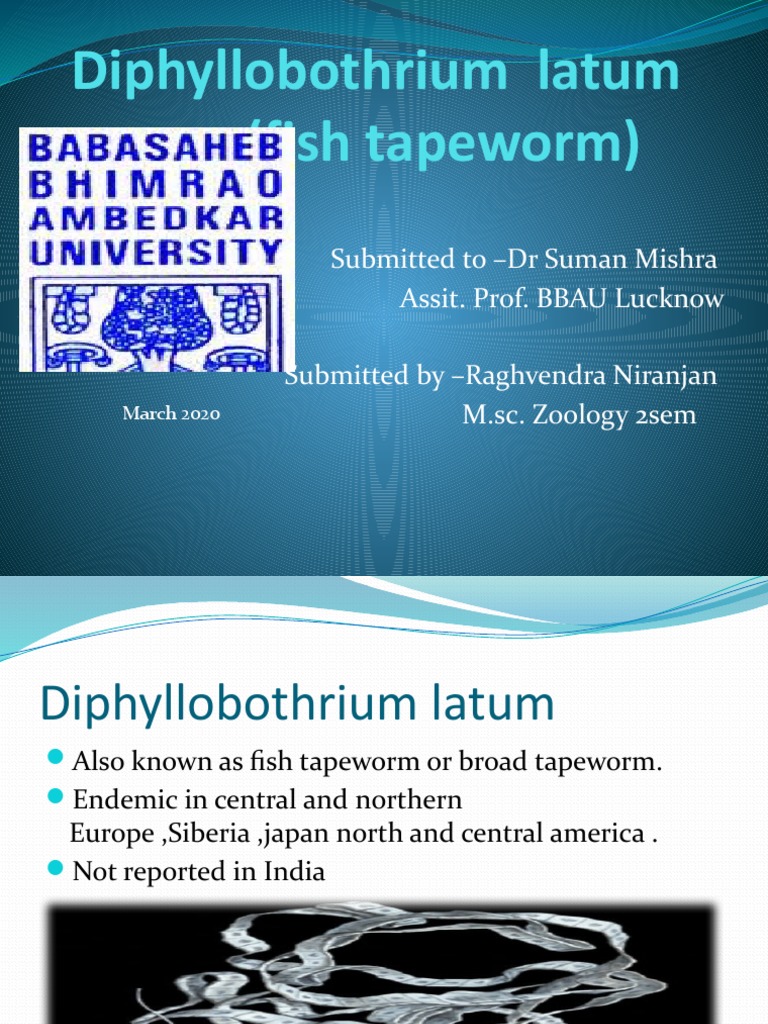 Diphyllobothrium Latum by R N | PDF