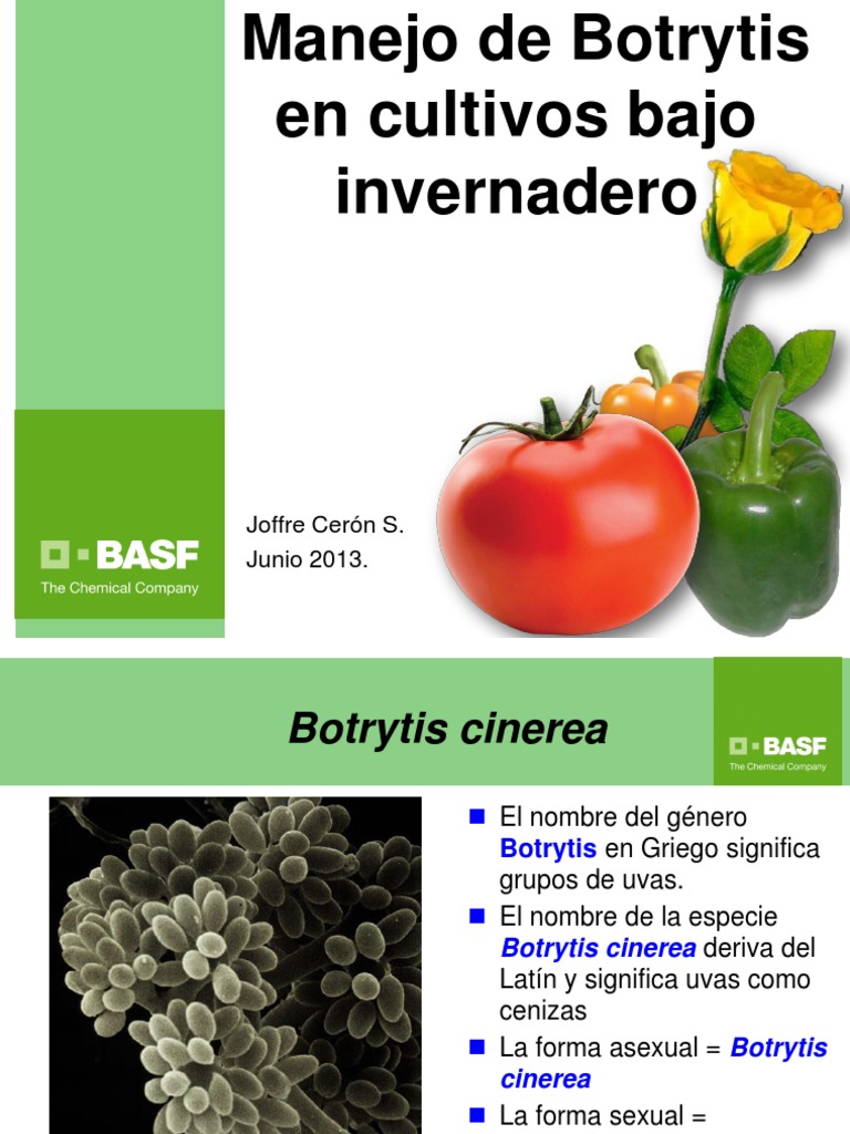 Manejo de Botrytis en Tomate | PDF | Organismos | Botánica