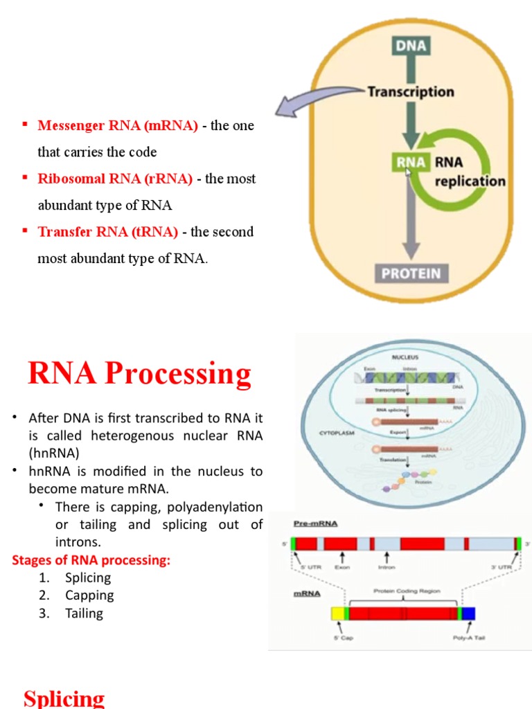 RNA Processing: Splicing, Capping, and Tailing | PDF
