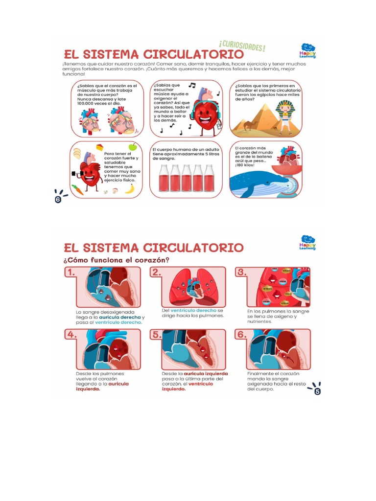 Sistema Circulatorio | PDF