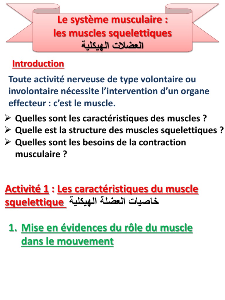 Les Muscles Squelettiques | PDF