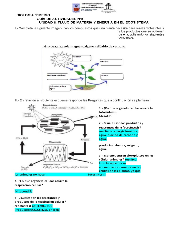 10-Guia de Actividades Nro 5 - Ecologia y Fotosintesis | PDF ...