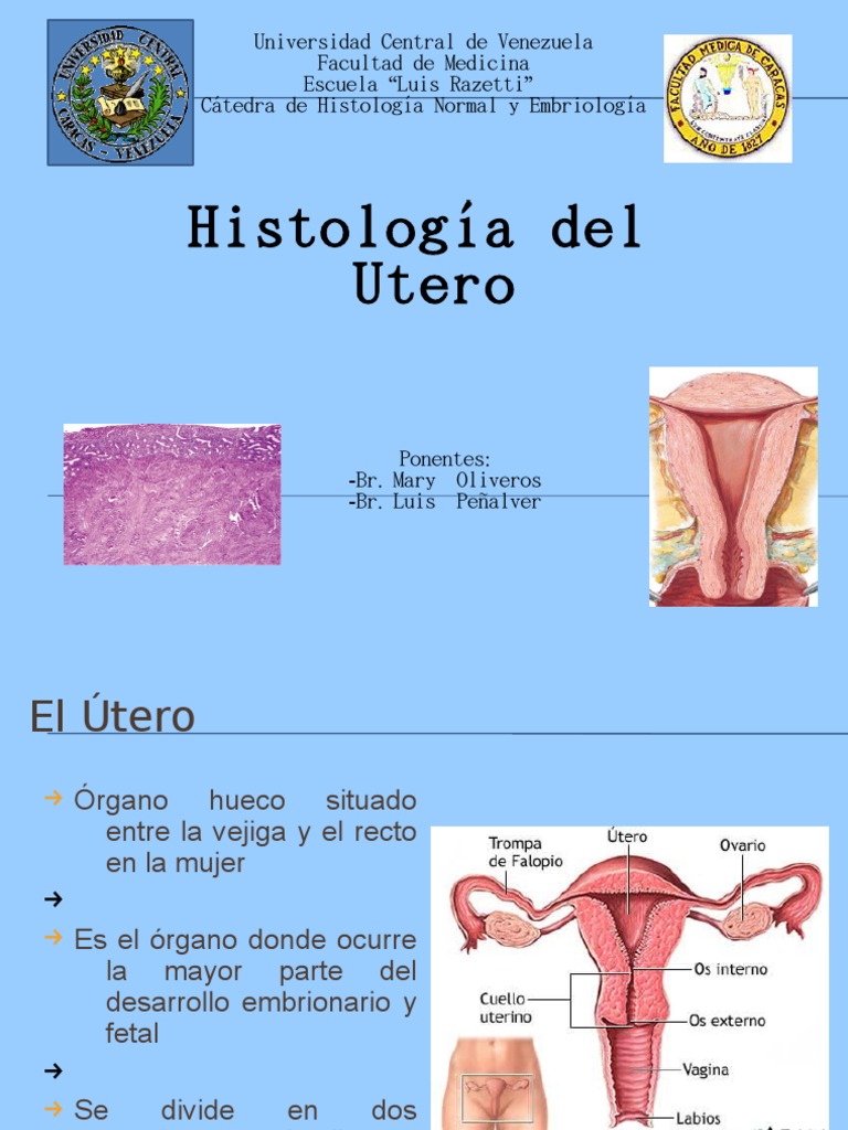Histologia Del Utero | PDF | Epitelio | Útero