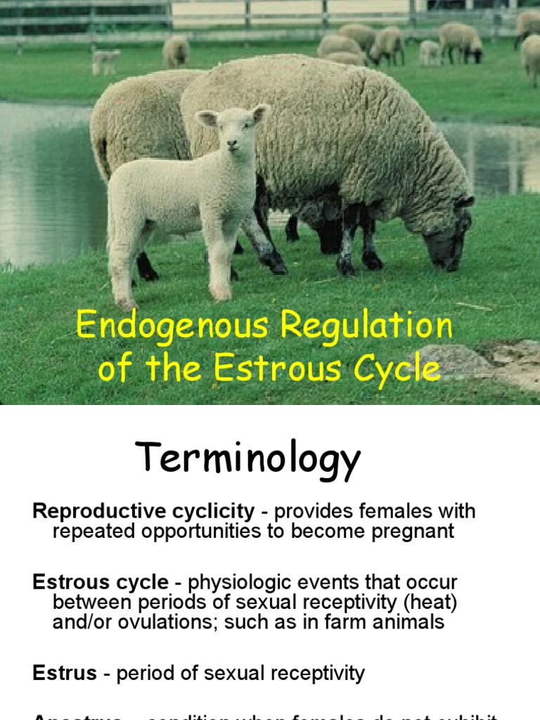 Endogenous Regulation of The Estrous Cycle | PDF | Menstrual Cycle ...