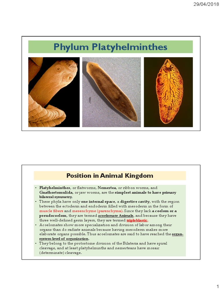 4 Platyhelminthes | PDF | Anatomy | Biology