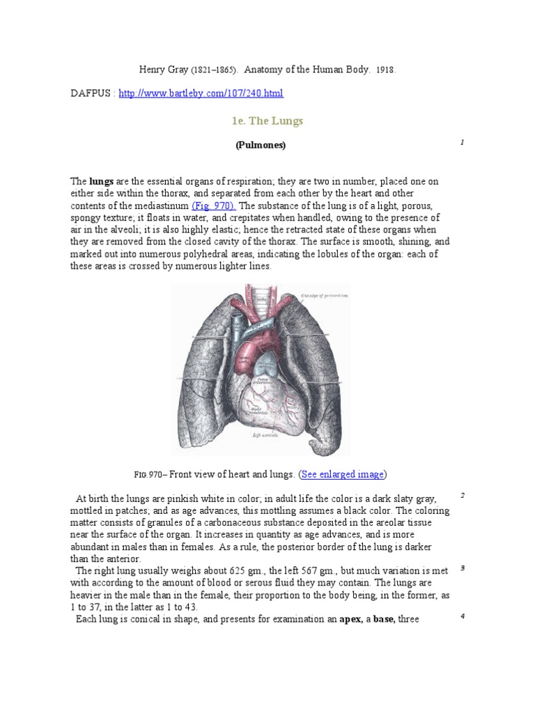 Gross Anatomy of Lungs | PDF | Lung | Thorax (Human Anatomy)