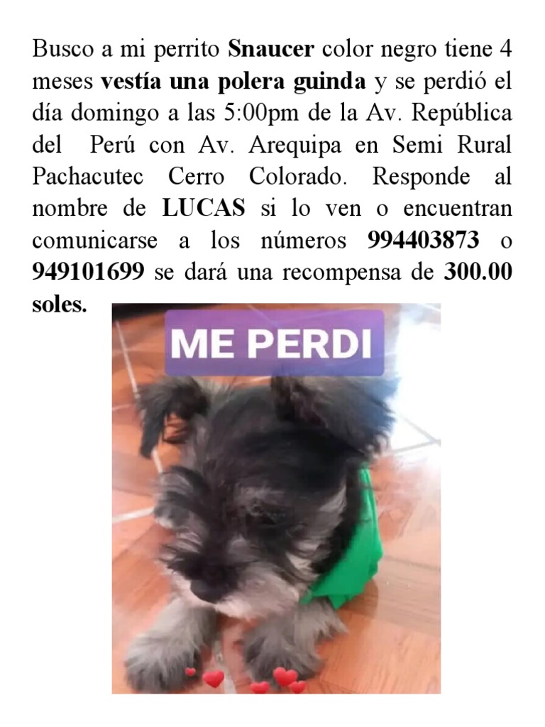 Perro Perdido | PDF