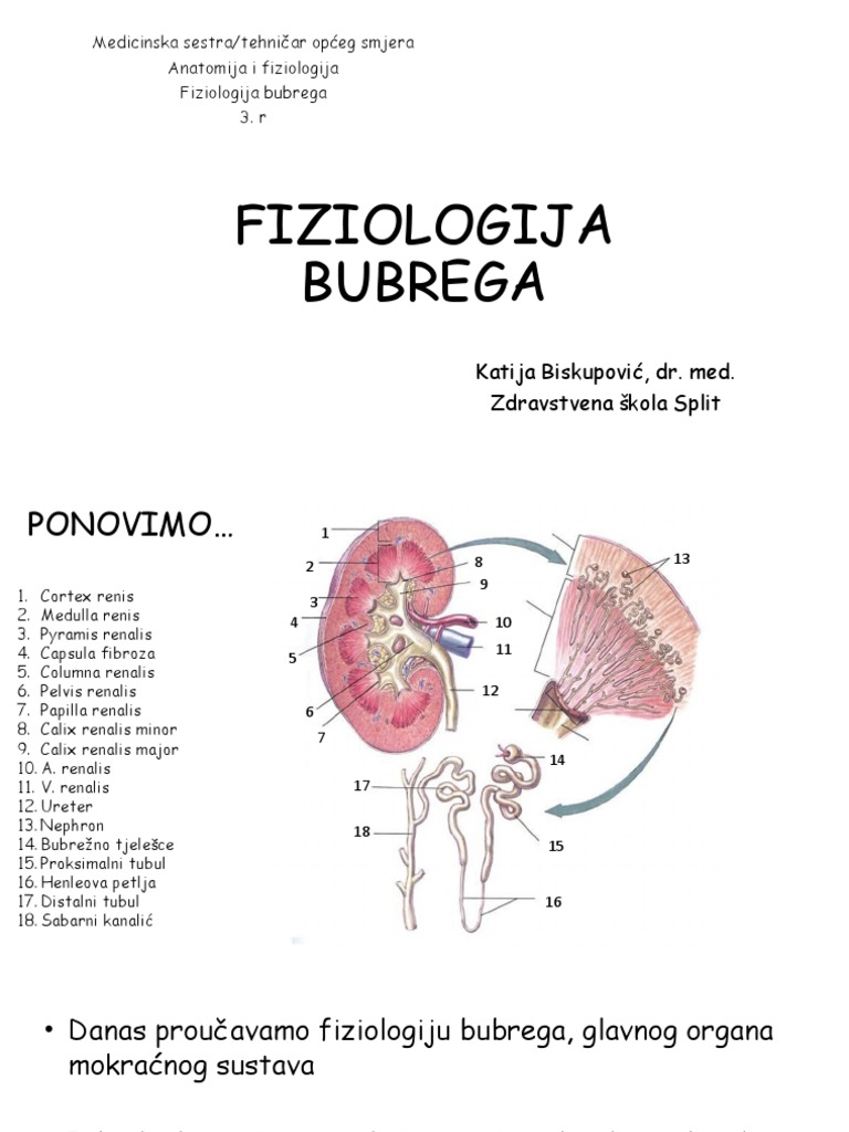 Anatomija I Fiziologija Bubrega | PDF