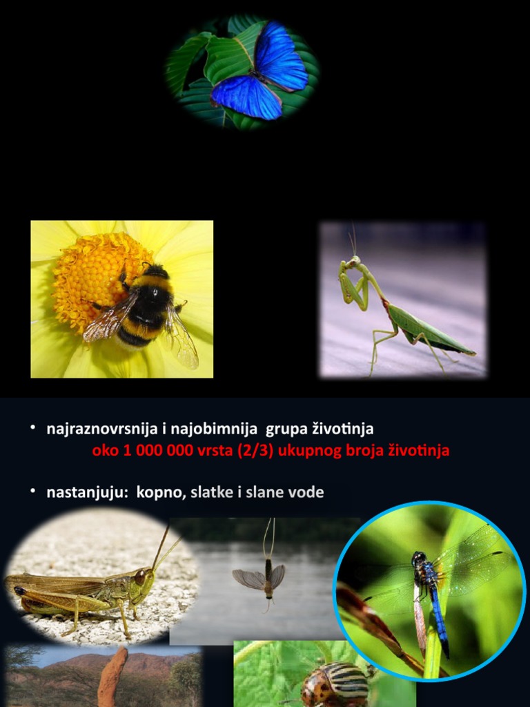 Insekti Prezentacija | PDF