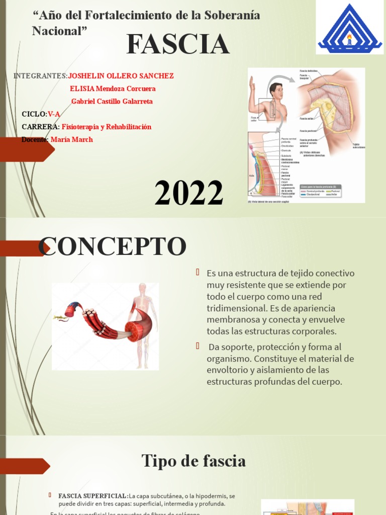 Fascia | PDF | Tejido (biología) | Anatomía