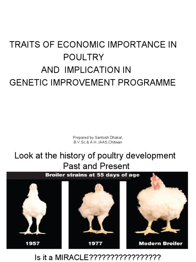 Economic Traits of Poultry | PDF | Inbreeding | Breeding