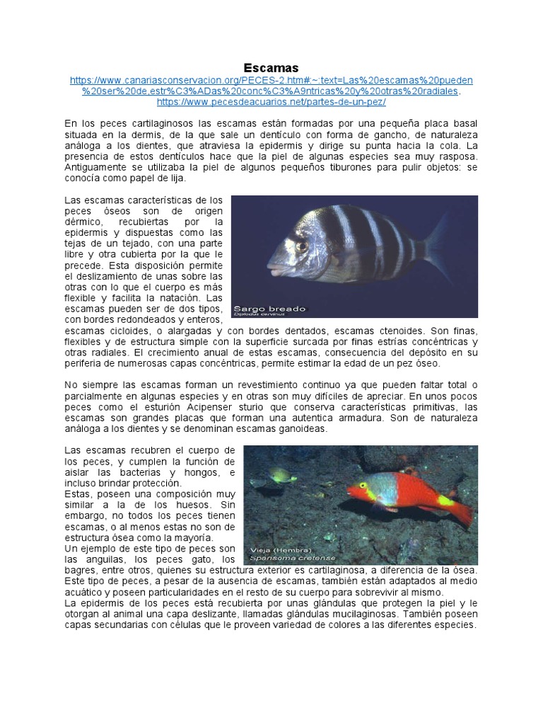 La estructura y función de las escamas en los peces, y las diferencias ...