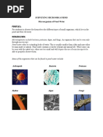 Celery Xylem and Phloem Microscope Study | PDF | Plant Stem | Tissue ...