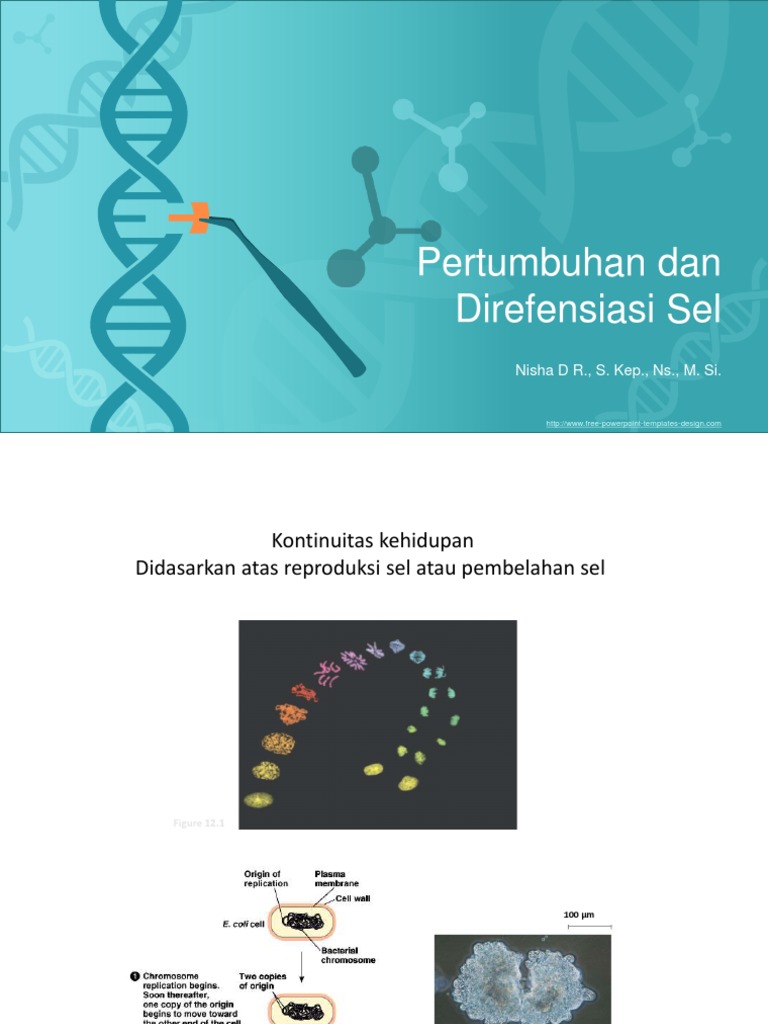 Siklus Sel | PDF | Mitosis | Chromosome