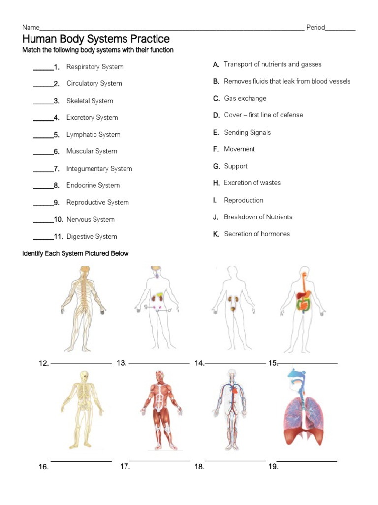 Human Body Systems Student Sheet-1 | PDF | Human Body | Animal Anatomy