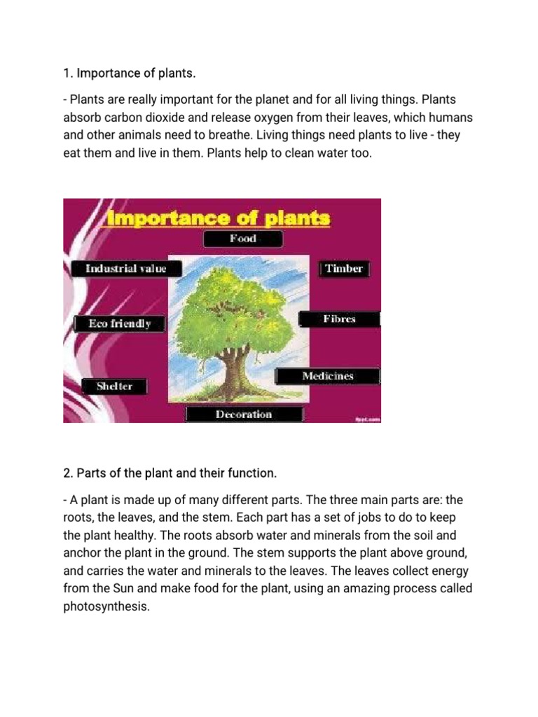 Understanding Plant Structures and Functions | PDF | Plants | Plant ...