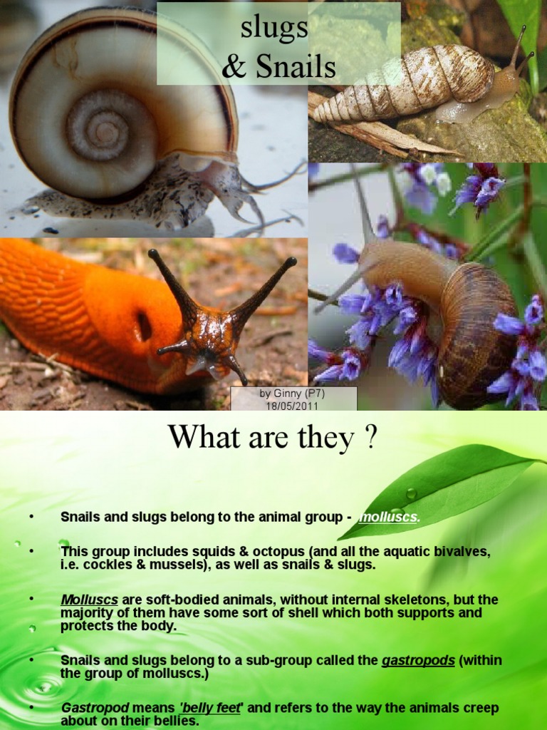 Snails and Slugs: Key Differences | PDF | Mollusca | Molluscs