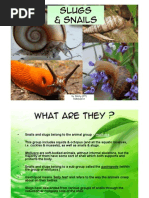 Anatomy of Snails | PDF | Mollusca | Molluscs