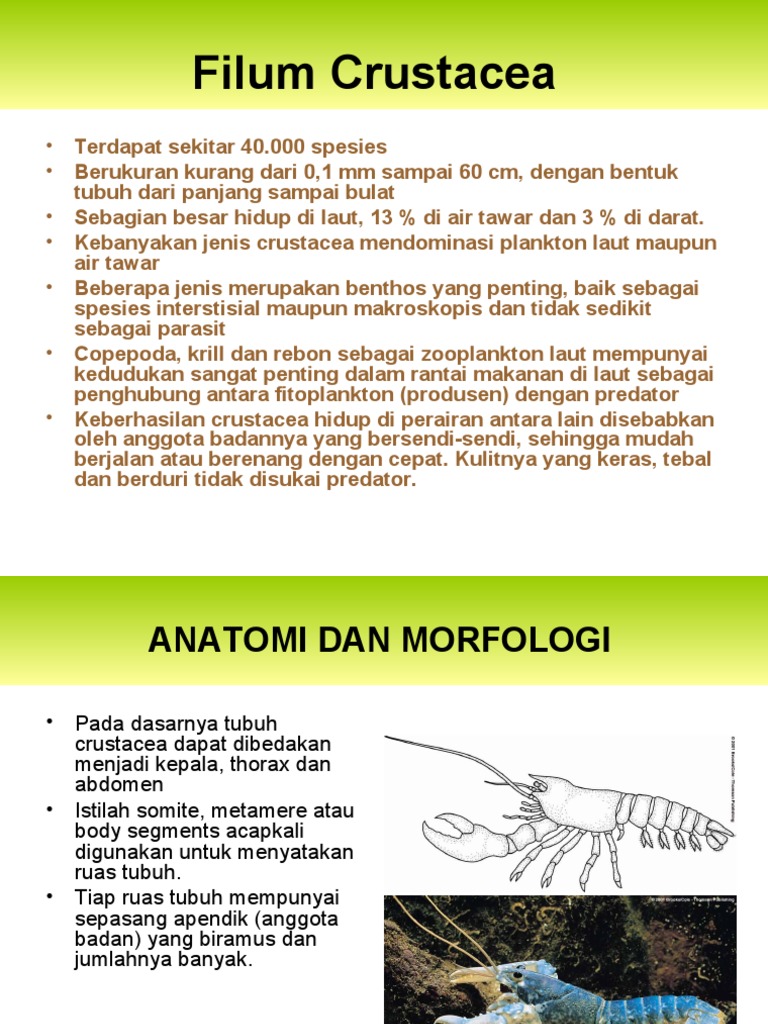 Filum Crustacea2009 | PDF