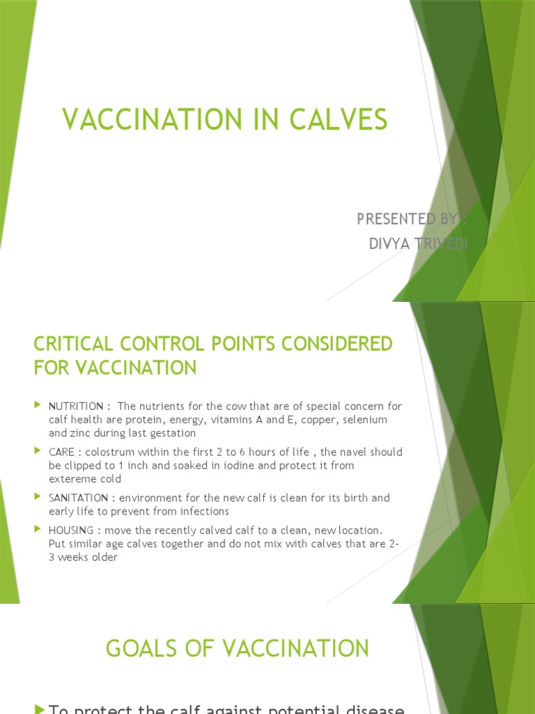 Vaccination in Calves: Presented By: Divya Trivedi | PDF | Vaccines | Calf