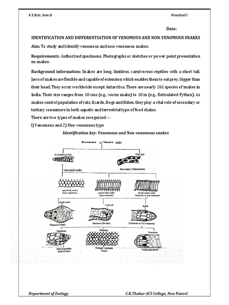 Venomous and Non Venomous Snakes | PDF | Snake | Venom