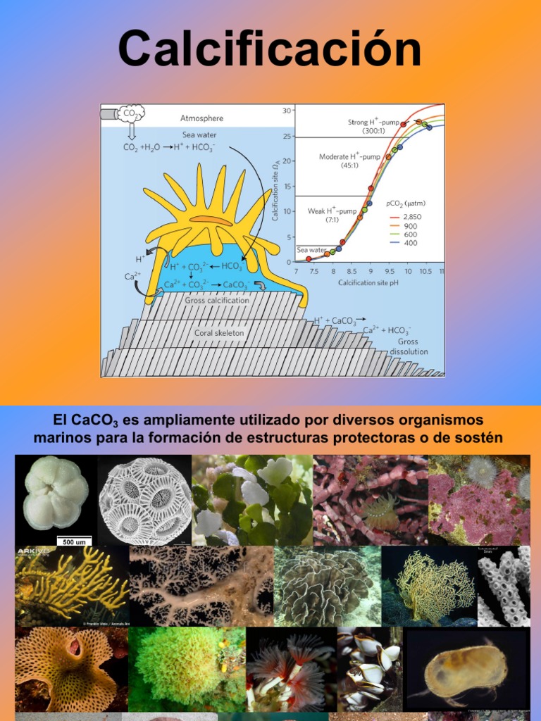 15 Calcificación | PDF | Calcio | Calcita