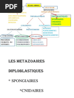 COURS L1 Metazoaire | PDF | Anatomie | Biologie