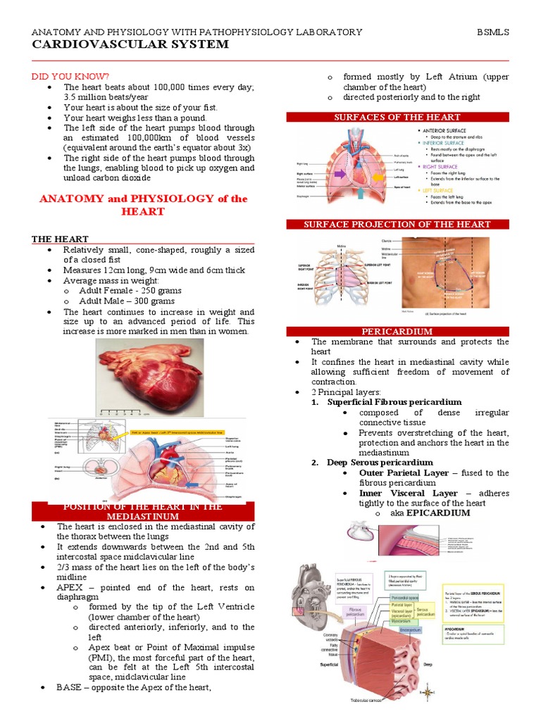 Cardiovascular System Pdf Heart Valve Heart