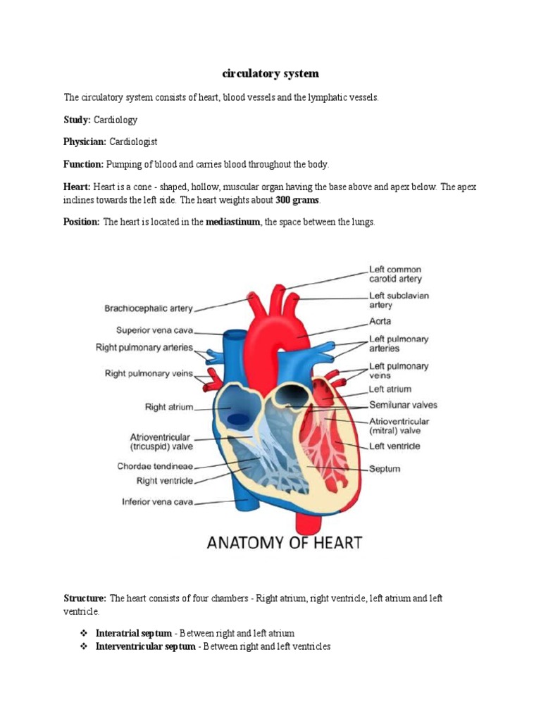 Circulatory System | PDF | Heart | Atrium (Heart)