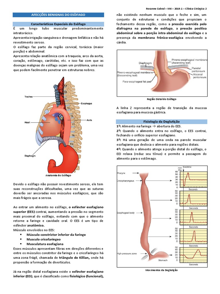 Anatomia e Afecções do Esôfago | PDF | Esôfago | Doença do refluxo ...