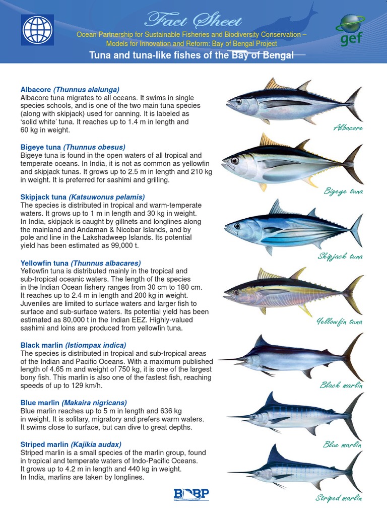 Tuna and Like fishesEnglish-Factsheet-Revised-version | PDF | Tuna ...