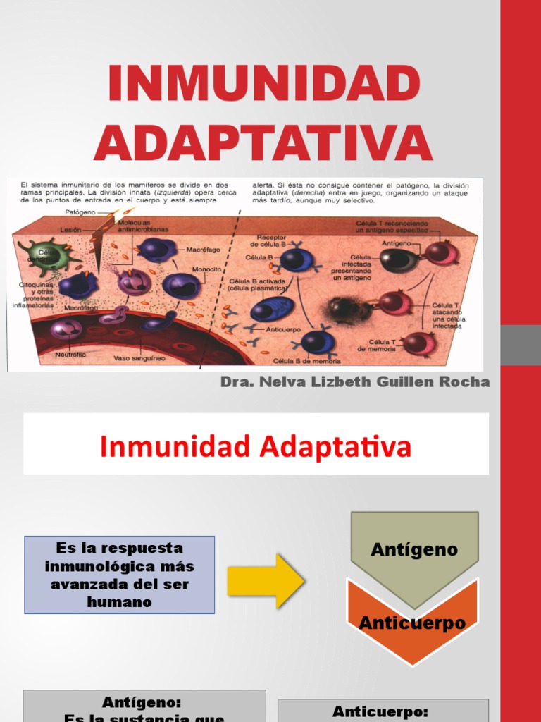Clase 3 INMUNIDAD ADAPTATIVA 2016 | PDF | Sistema inmune | Linfocitos