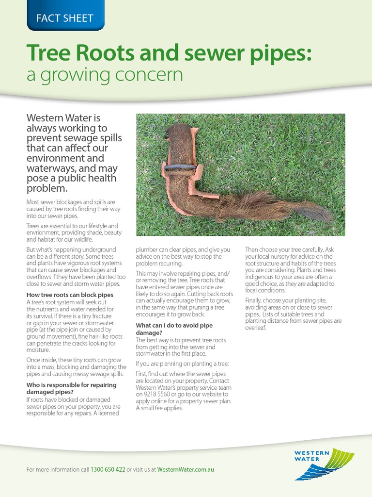 Tree Roots and Sewer Pipes A Growing Concern | PDF | Sanitary Sewer | Trees