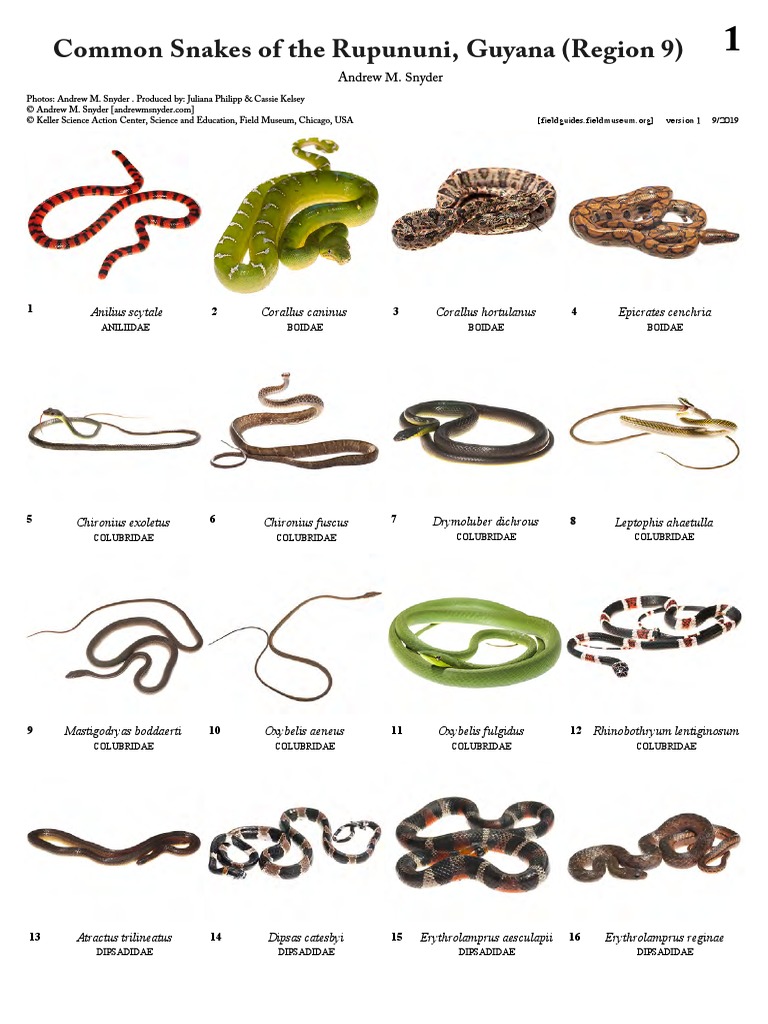 1203 Guyana Common Snakes of Rupununi | PDF | Vertebrates | Reptile