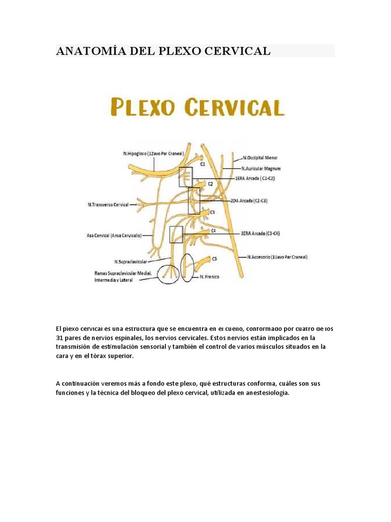 Plexo Cervical | PDF | Nervio | Tórax (anatomía humana)