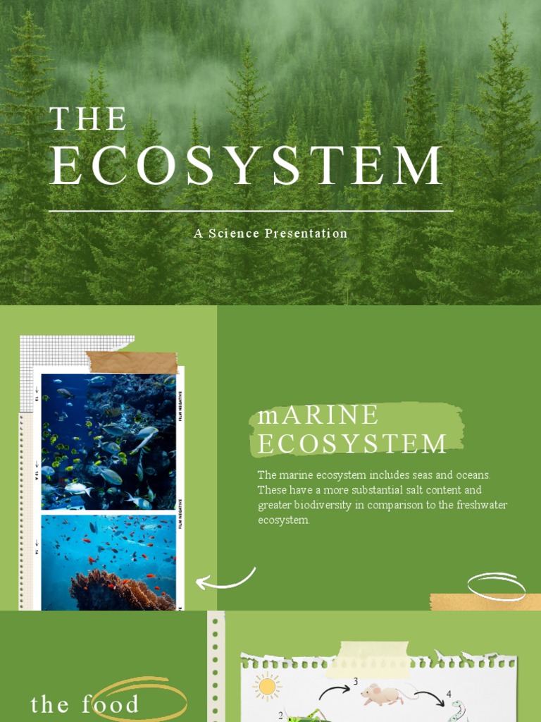 Ecosystem Geography Social Science Fun Photo School Project ...