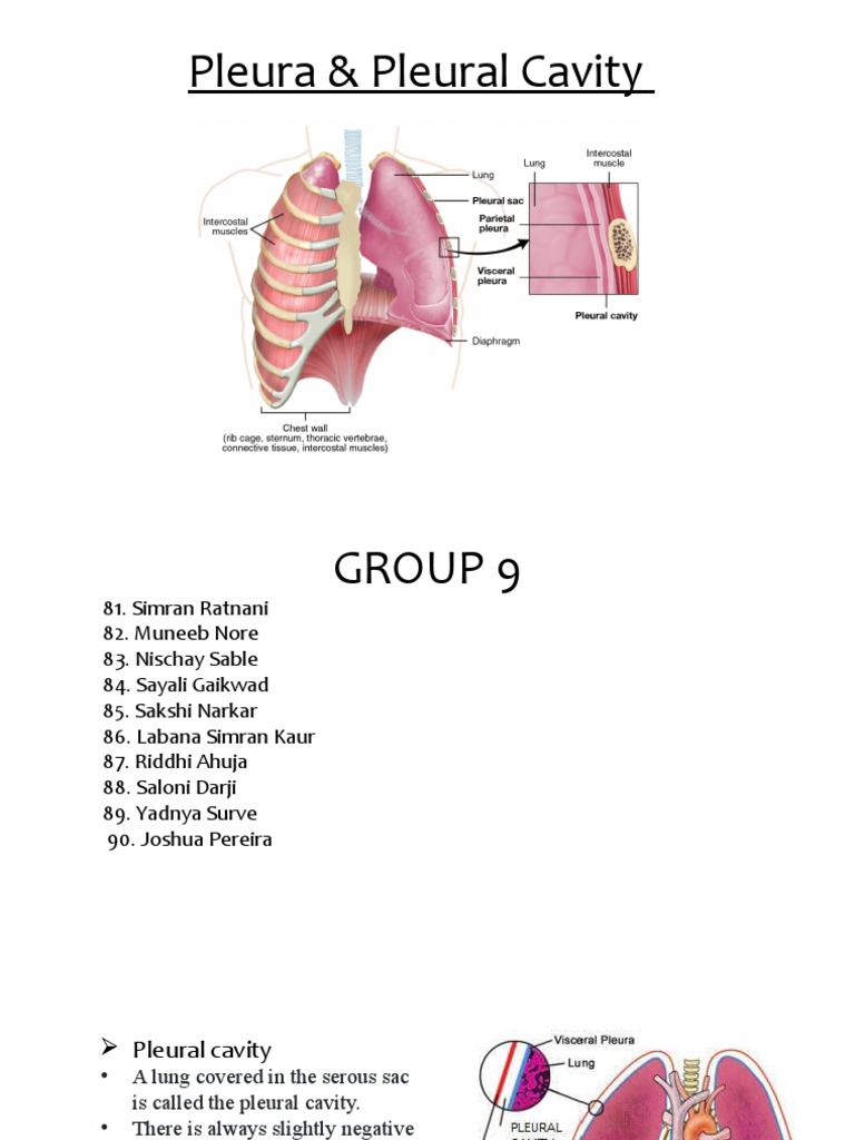 Pleural Cavity | PDF | Lung | Thorax (Human Anatomy)