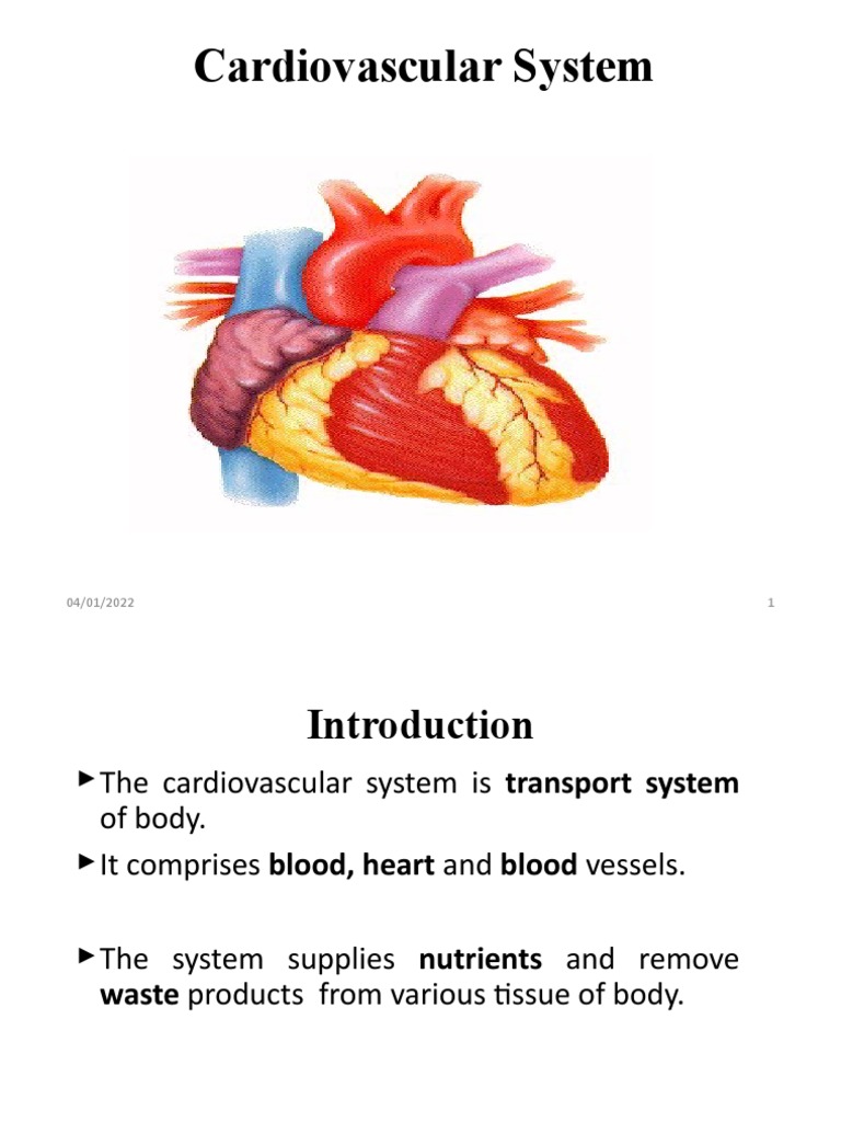 Cardiovascular System | PDF | Heart Valve | Heart
