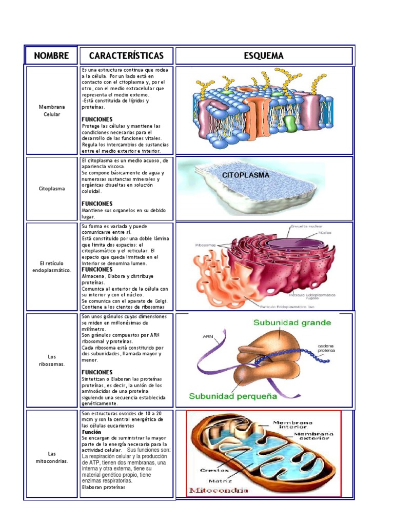 Cuadro Comparativo de Principales Organelos de La Célula | PDF | Citoplasma | Biología Celular)