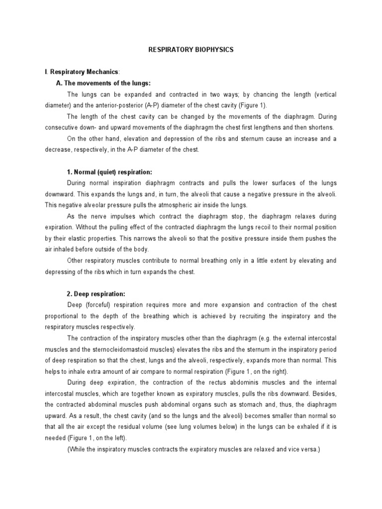 Respiration Biophysics | PDF | Exhalation | Respiratory System