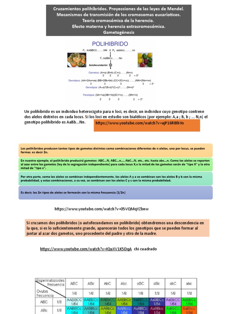 Polihibrido | PDF | Mitosis | Epistasis