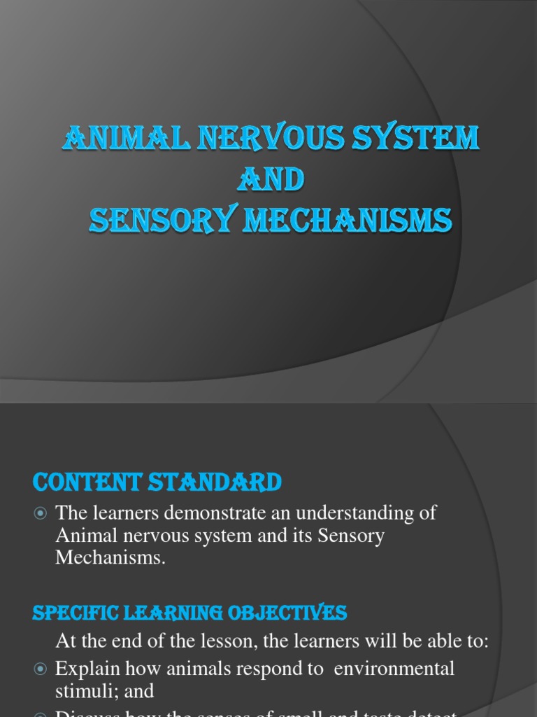 Animal Nervous System Overview | PDF | Neuron | Nervous System
