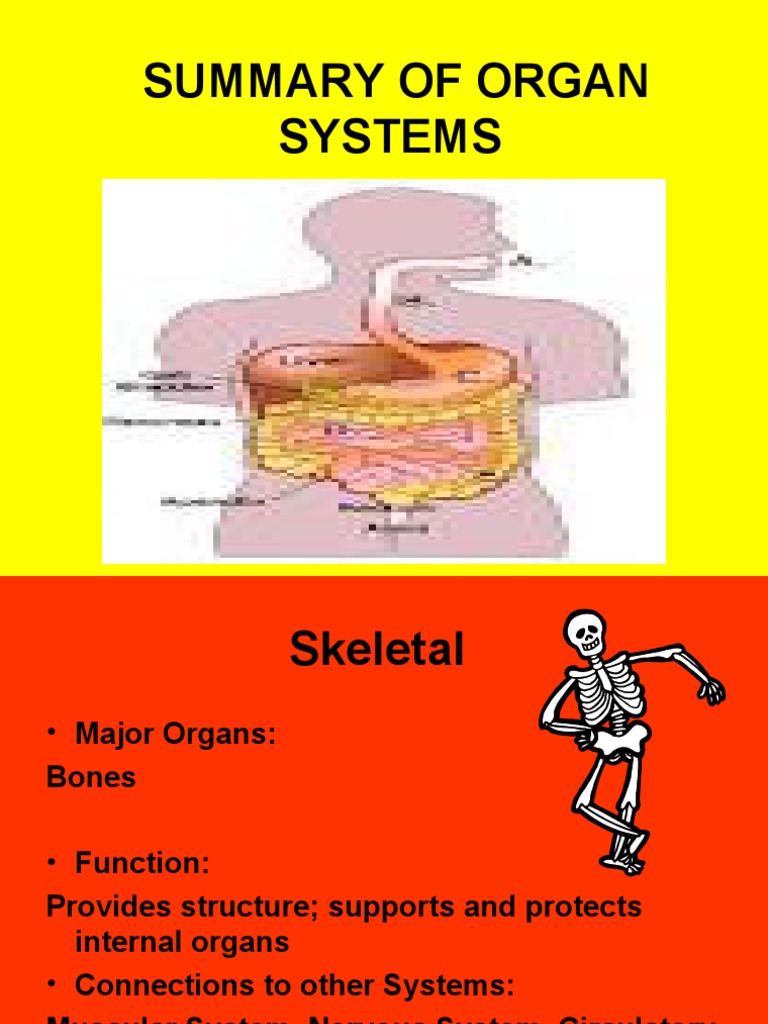 Major Organs & Functions of the 12 Organ Systems | PDF | Human Body ...