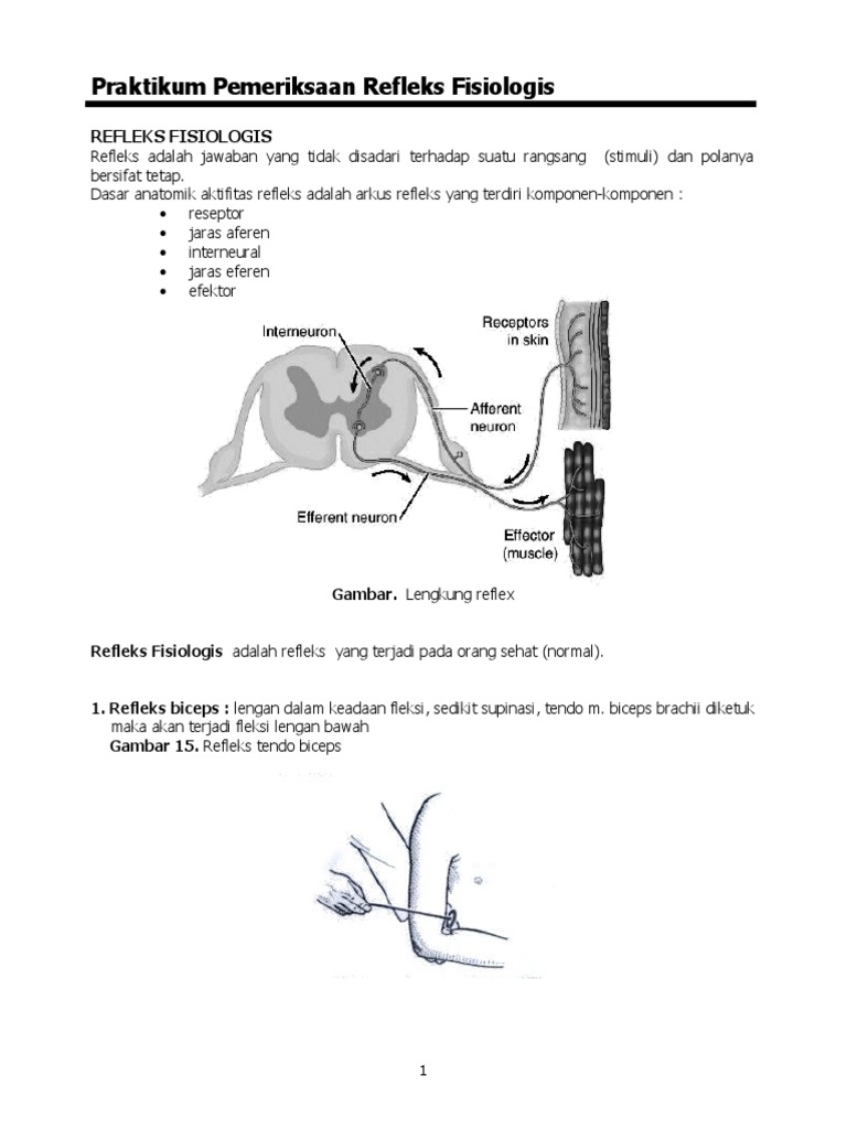 Praktikum Refleks Fisiologis | PDF